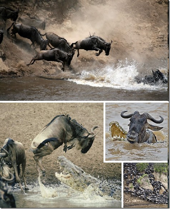 Rate #1, best ranking system: 10 Amazing Animal Migrations